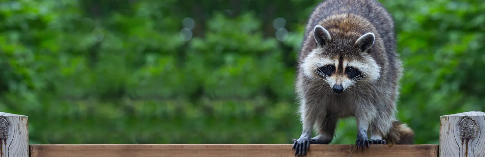 Humane Wildlife Removal in California: Why DIY Trapping Often Fails and ...